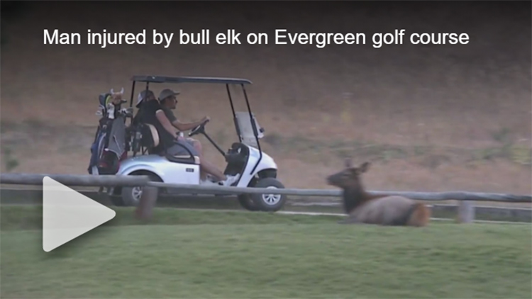 Golfer gored by bull elk at golf course (video) - SOCAL Golfer