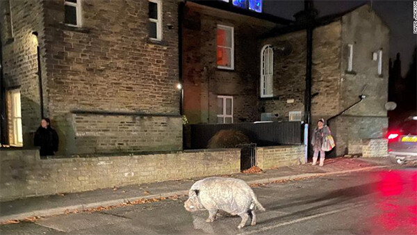 Pigs go hog wild on golf course, injure two and force club closure ...