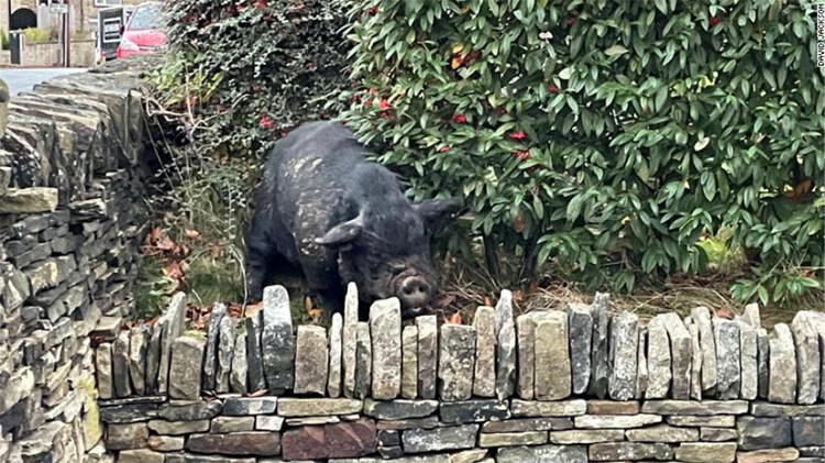 Pigs go hog wild on golf course, injure two and force club closure ...