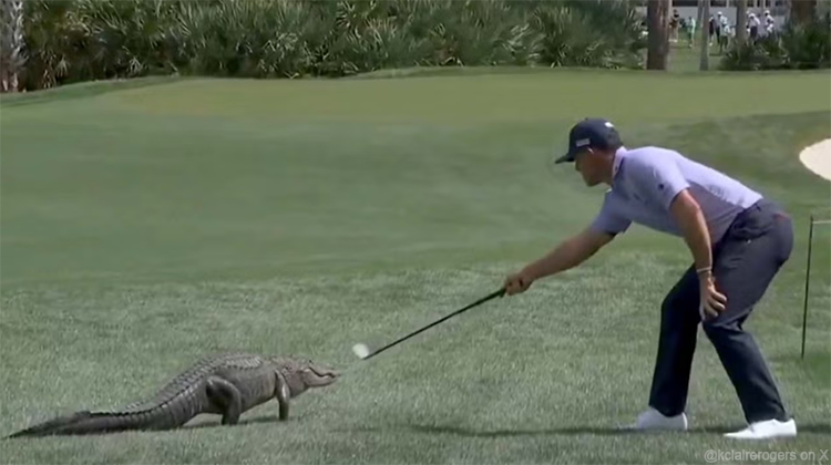 WATCH: Pro unfazed after tussle with alligator at PGA National - SOCAL ...
